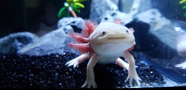 Where Did Axolotls Come From? Origin, History & Vet Approved Facts ...