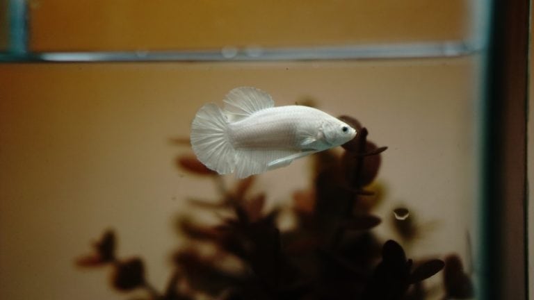 Baby Betta Fish: Care Guide, Pictures, Growth Charts & Tips | Hepper ...