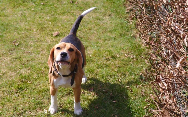 Beagle Male vs. Female: What's the Difference? (With Pictures) | Hepper ...