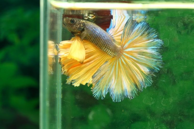 Ideal pH Level for Betta Fish: Our Vet Explains | Hepper Pet Resources