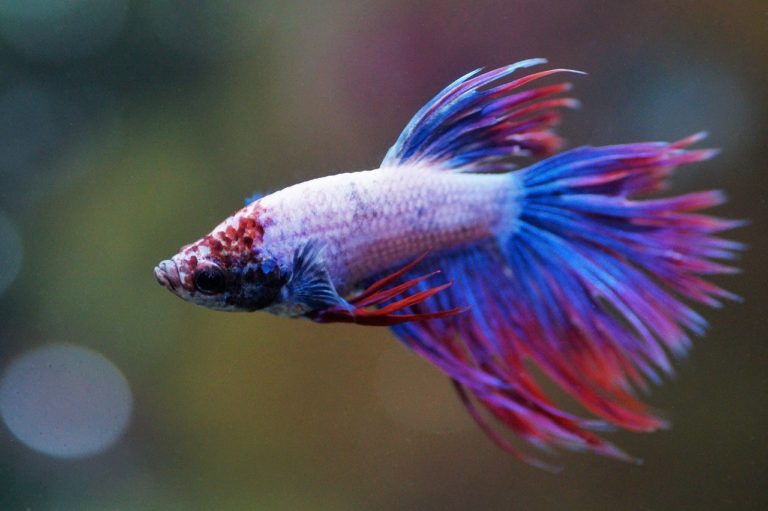 The Natural Habitat of Betta Fish: History, Diet & FAQs | Hepper Pet ...