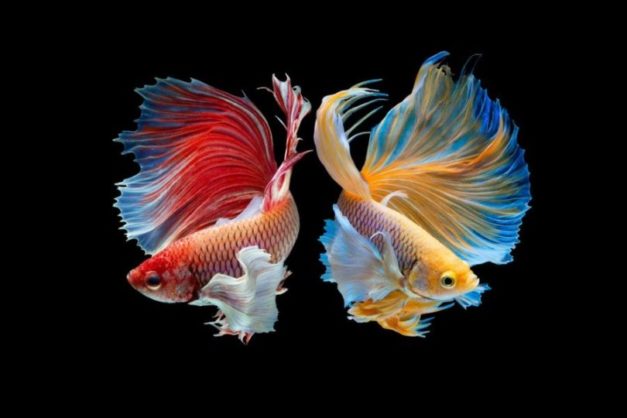 25 Types of Betta Fish: Breeds, Patterns, Colors & Tails (With Info ...
