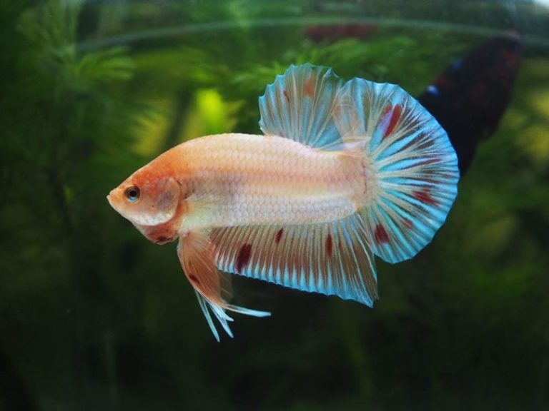 Betta Flaring: Vet-Approved Pros, Cons & Behavior Explanation | Hepper ...