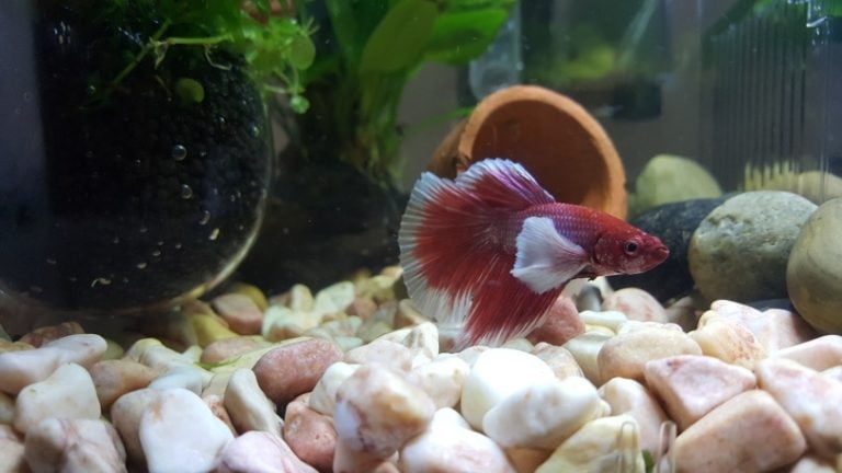 Do Betta Fins Grow Back? Vet-Verified Causes, Care & Prevention Tips ...