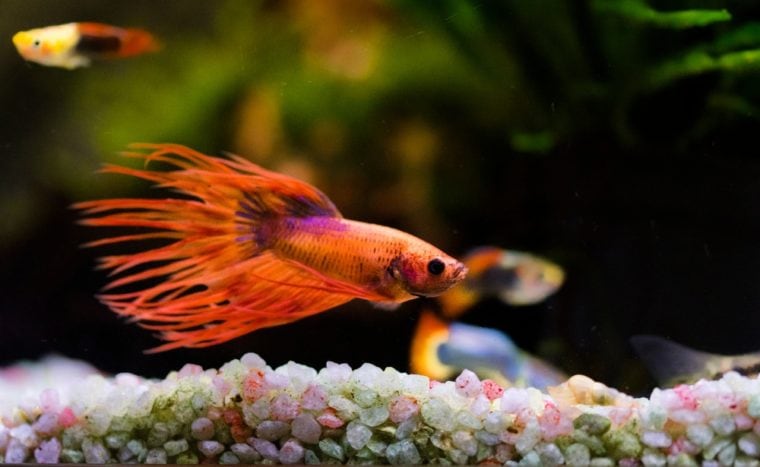Why Does My Fish Tank Smell? 7 Common Reasons Explained | Hepper Pet ...
