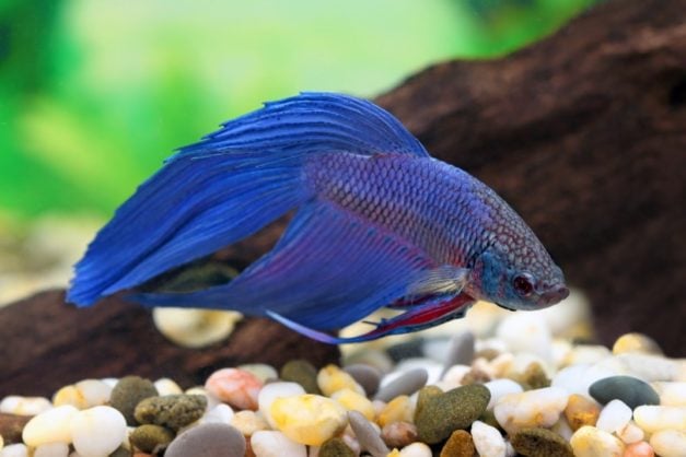 Blue Betta Fish: Care Guide, Pictures, Lifespan & More | Hepper Pet ...