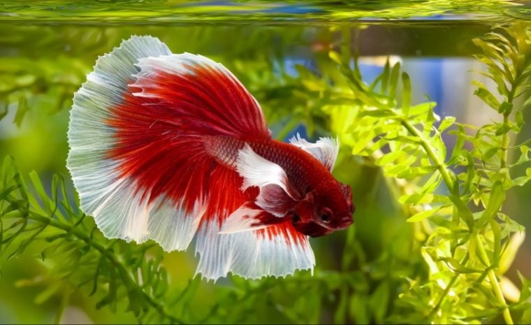 How Much Does a Betta Fish Cost? 2026 Update | Hepper Pet Resources