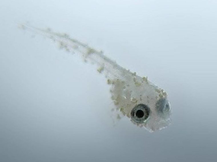 Baby Betta Fish: Care Guide, Pictures, Growth Charts & Tips | Hepper ...