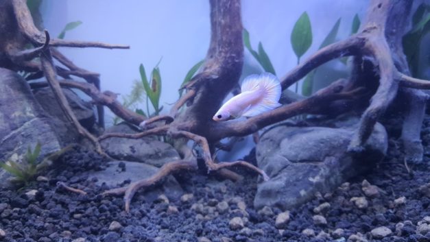 How Much Space Do Betta Fish Need? Vet-Approved Tank Size Guide ...