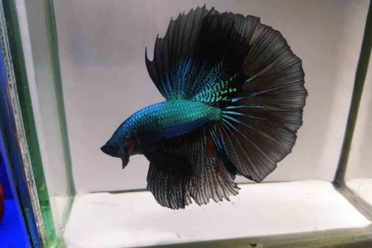 650 Betta Fish Names for All Different Types & Colors | Hepper Pet ...