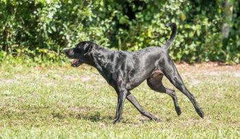 How To Help a Dog With Hip Dysplasia: 11 Vet-Approved Tips | Hepper Pet ...
