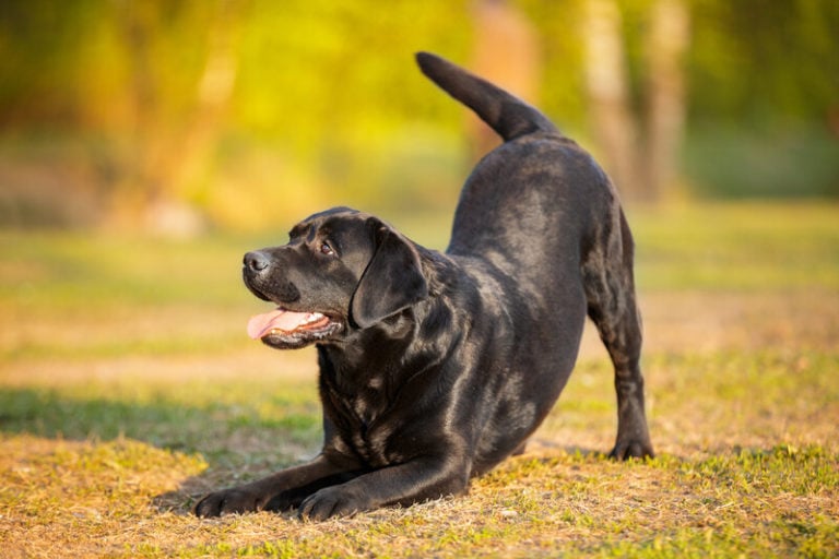 Why Do Dogs Roll Around on Their Backs? 8 Possible Reasons | Hepper Pet ...