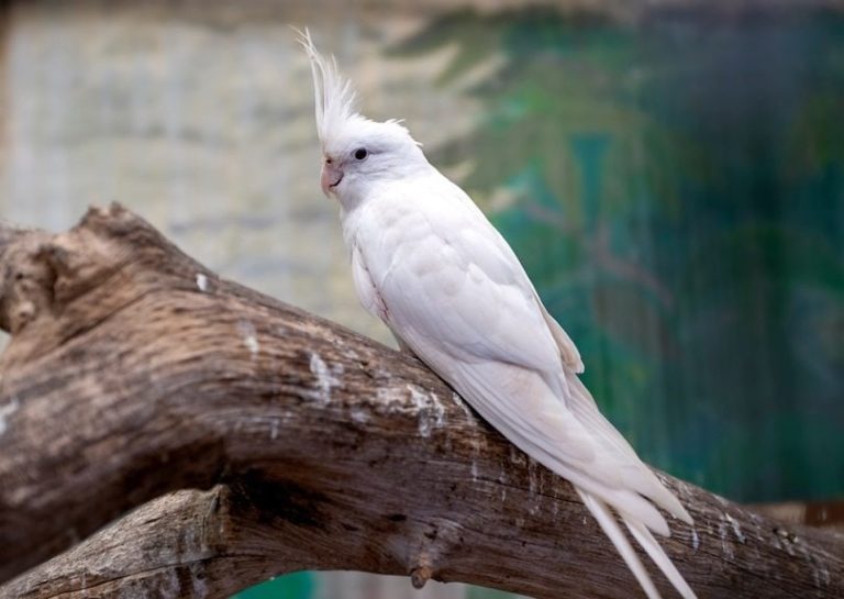 8 White Pet Bird Species (With Info & Pictures) | Hepper Pet Resources