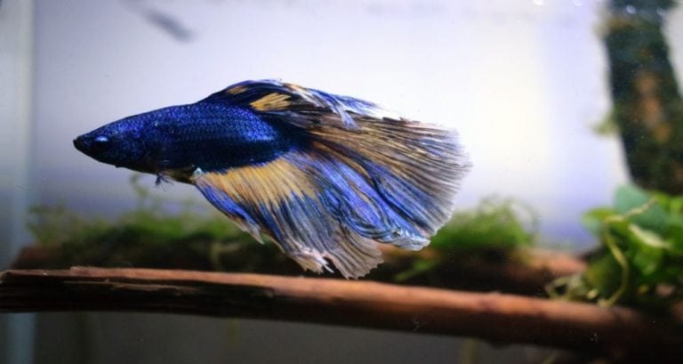 Blue Betta Fish: Care Guide, Pictures, Lifespan & More | Hepper Pet ...