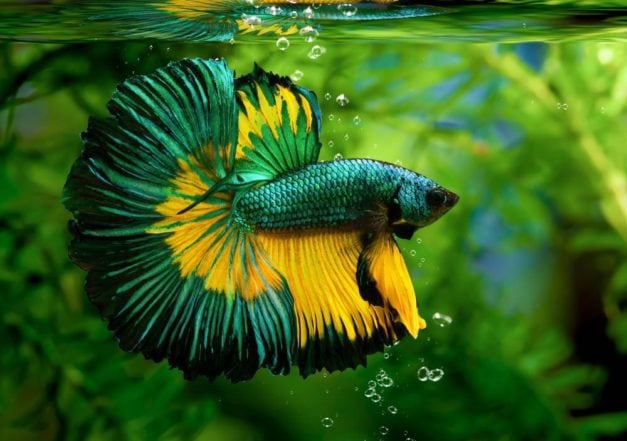 Yellow Betta Fish: Care Guide, Pictures, Varieties, Lifespan & More ...