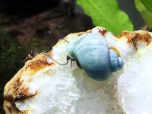 Blue Mystery Snail: Care Guide + Where to Buy (Pomacea Diffusa) (with ...