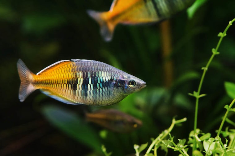 Can Fish Smell? Vet-Approved Facts & FAQ | Hepper Pet Resources