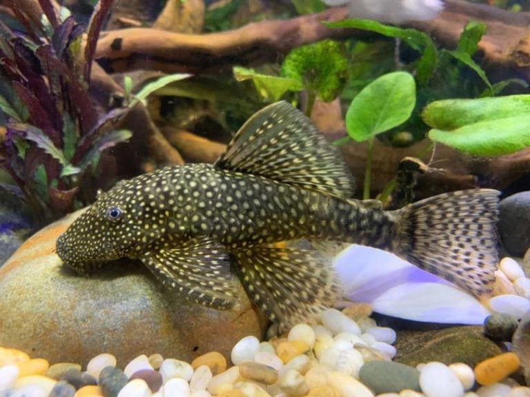 Great Tank Mates for Glofish Tetras: Pictures, Facts & Care Guide ...