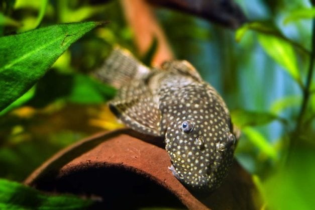 14 Best Tank Mates for Angelfish (With Pictures) | Hepper Pet Resources
