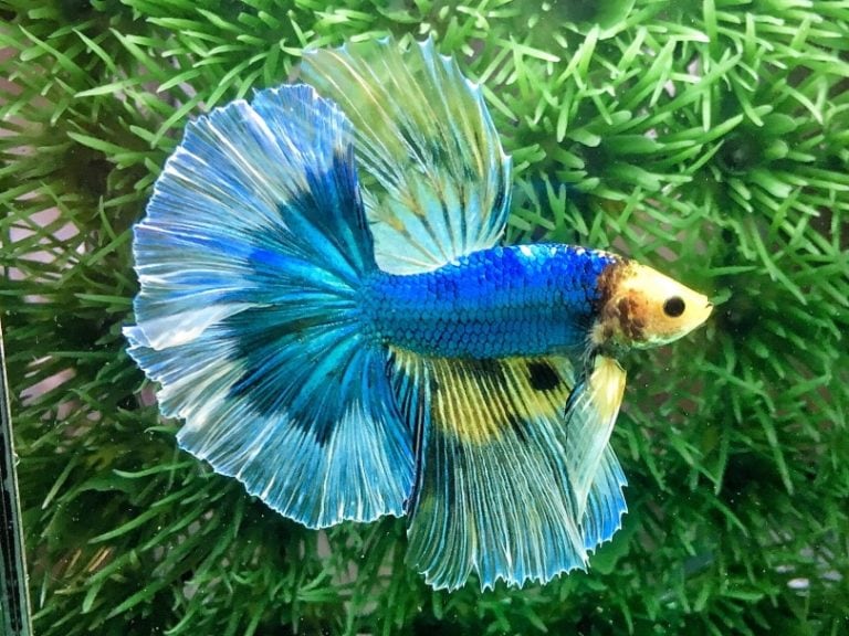 How to Play with Your Betta Fish (9 Cool Ideas) | Hepper Pet Resources
