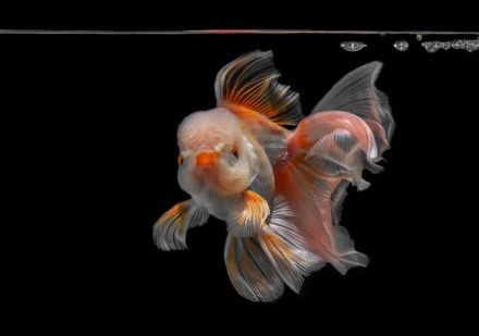 18 Rare & Expensive Goldfish (With Pictures) | Hepper Pet Resources