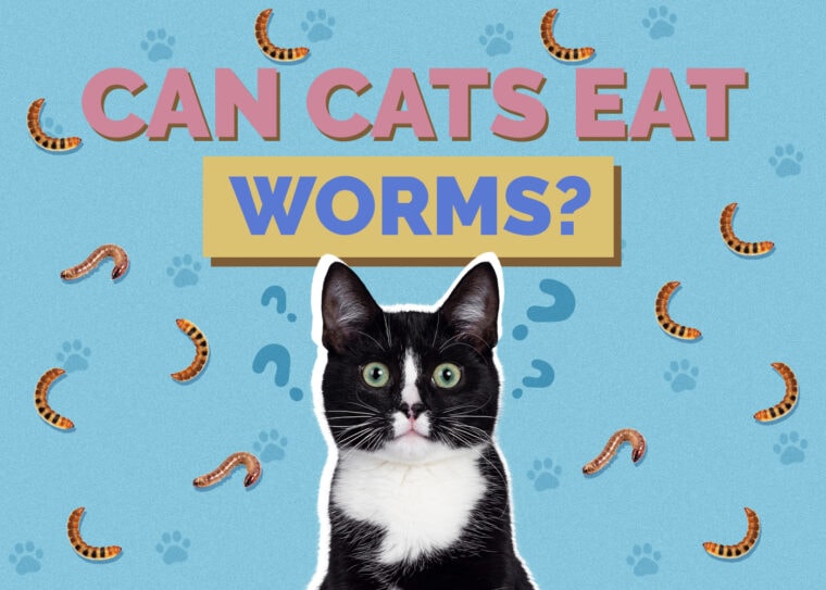 Can Cats Eat Worms? Vet Approved Risks, Concerns, & FAQ | Hepper Pet ...