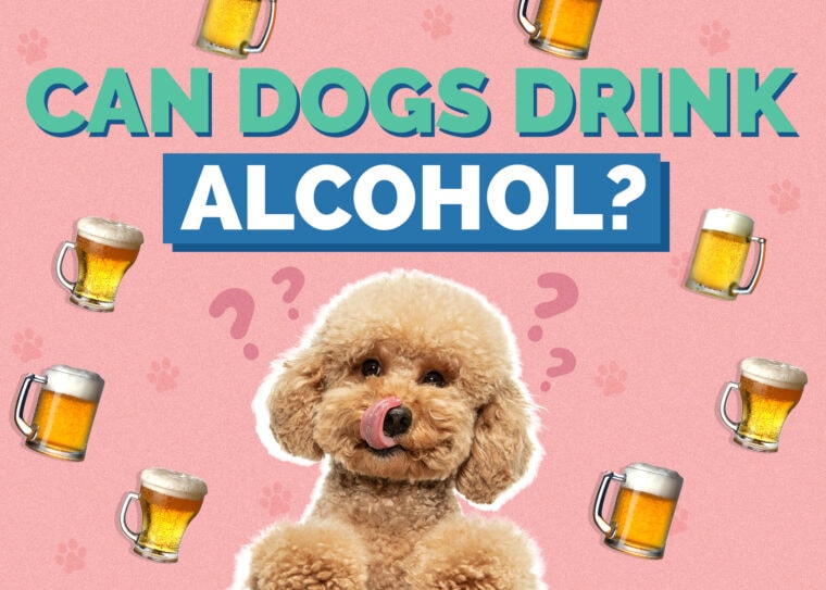 100+ Alcohol Names for Dogs: Wine, Beer & Cocktail-Inspired Ideas ...