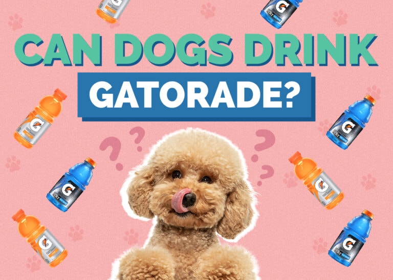 Can Dogs Drink Gatorade? Vet-Approved Facts & Safety Guide | Hepper Pet ...