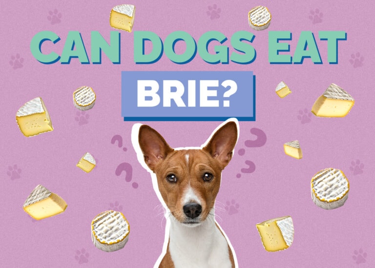 Can Dogs Eat Brie? Vet Reviewed Facts & FAQ | Hepper Pet Resources