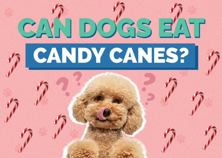 Can Dogs Eat Candy Canes? Vet Approved Reasons & Facts | Hepper Pet ...