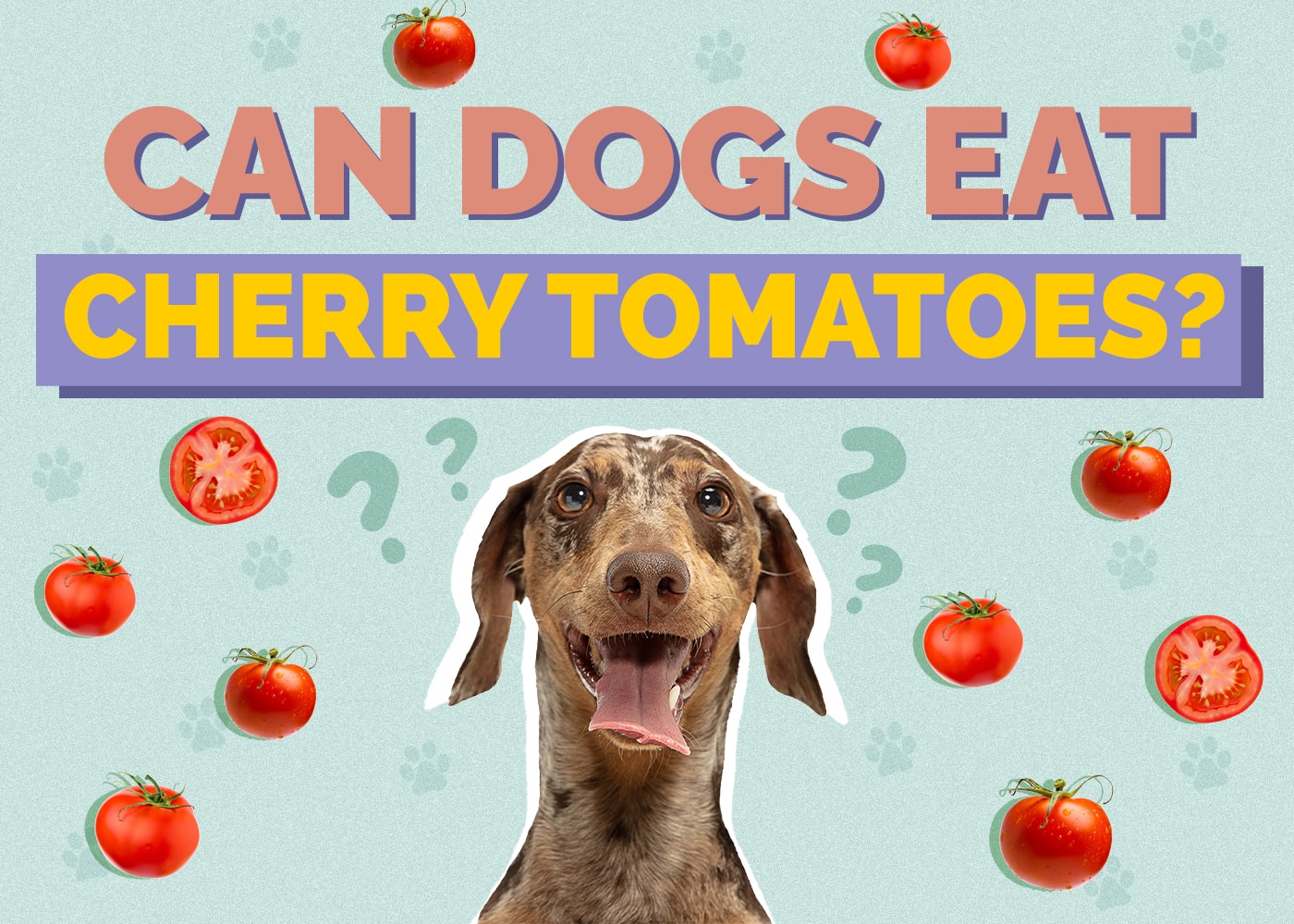 Can Dogs Eat Cherry Tomatoes? Vet-Reviewed Facts & Information | Hepper ...