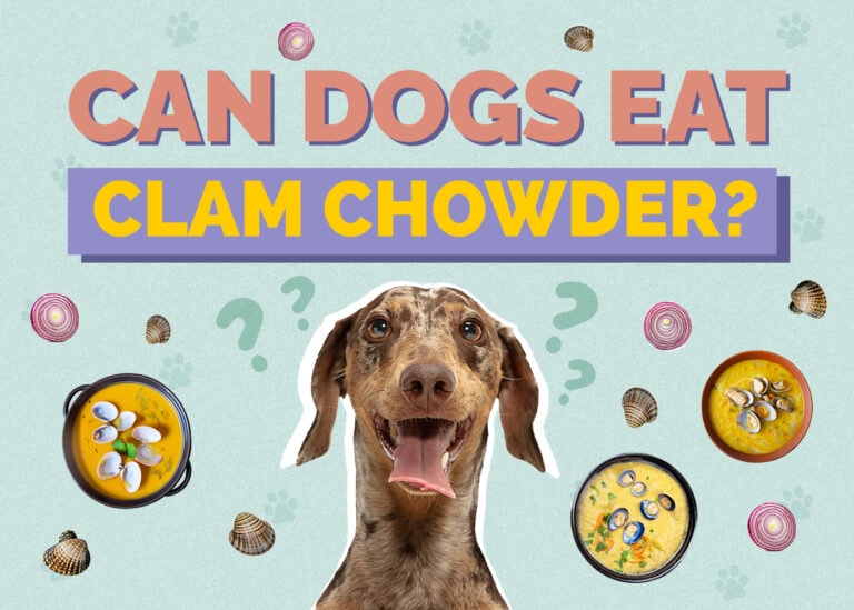 Can Dogs Eat Clam Chowder? Vet Approved Facts | Hepper Pet Resources