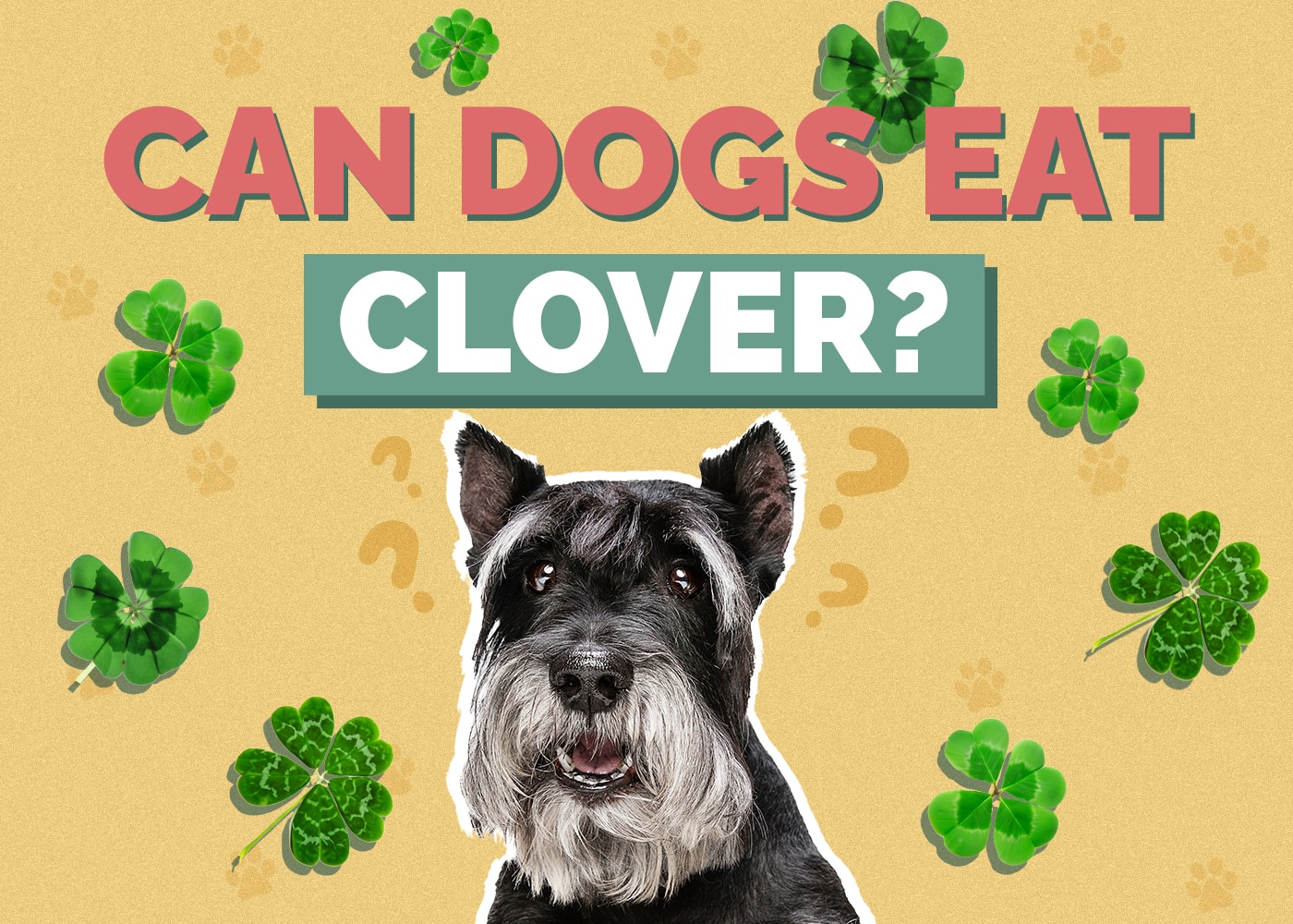 Can Dogs Eat Clover? Vet Approved Facts & FAQ | Hepper Pet Resources