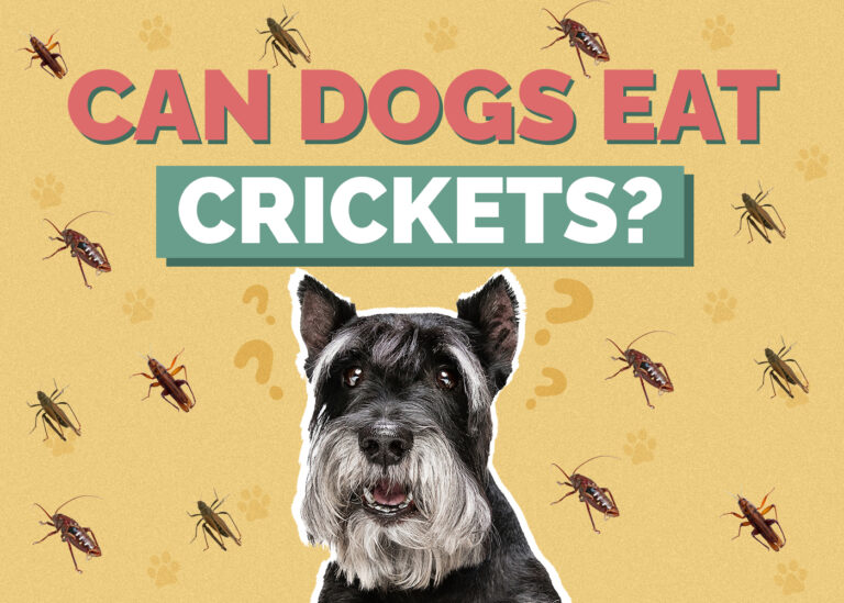 Can Dogs Eat Crickets? Vet Reviewed Facts & FAQ | Hepper Pet Resources