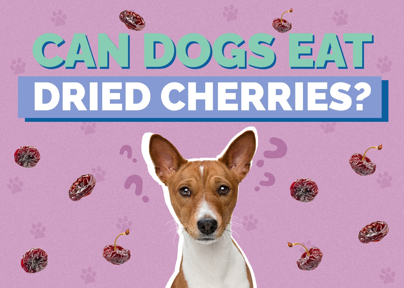 Can Dogs Eat Dried Cherries? Vet Reviewed Safety & Toxicity Information ...