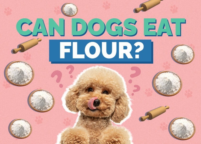 Can Dogs Eat Flour? Vet Approved Facts & FAQ | Hepper Pet Resources