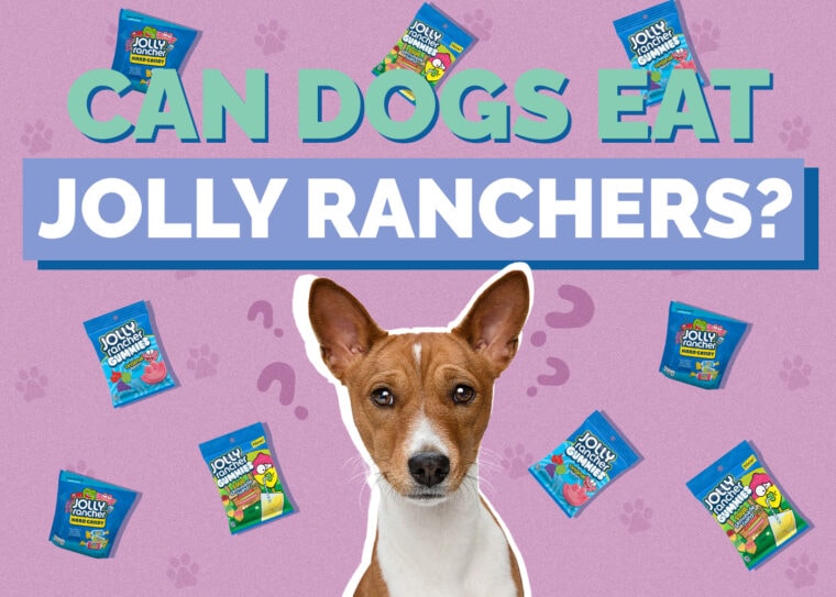 Can Dogs Eat Candy Canes? Vet Approved Reasons & Facts | Hepper Pet ...