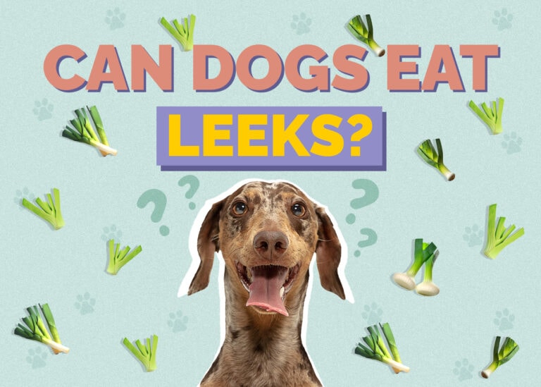 Can Cats Eat Chives? Nutrition Facts & Potential Risks | Hepper Pet ...