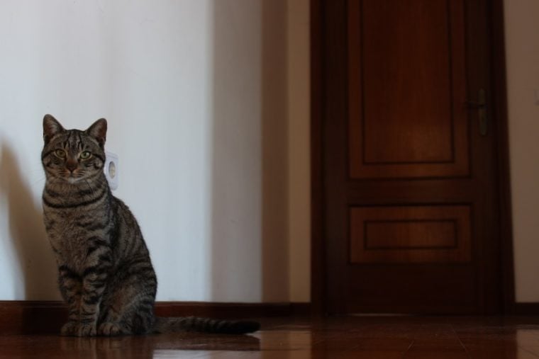 Why Do Cats Hate Closed Doors? 6 Possible Reasons & Tips | Hepper Pet ...