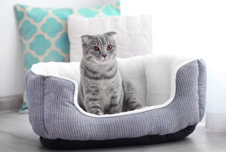 8 Types of Cat Beds: Which One To Choose (With Pictures) | Hepper Pet ...