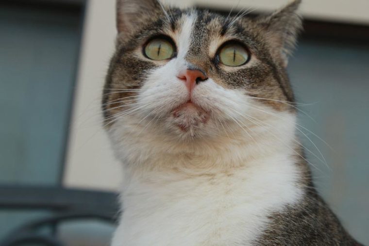 Why Are There Scabs On My Cat 7 Vet Reviewed Common Causes Hepper why-are-there-scabs-on-my-cat-7-vet-reviewed-common-causes-hepper
