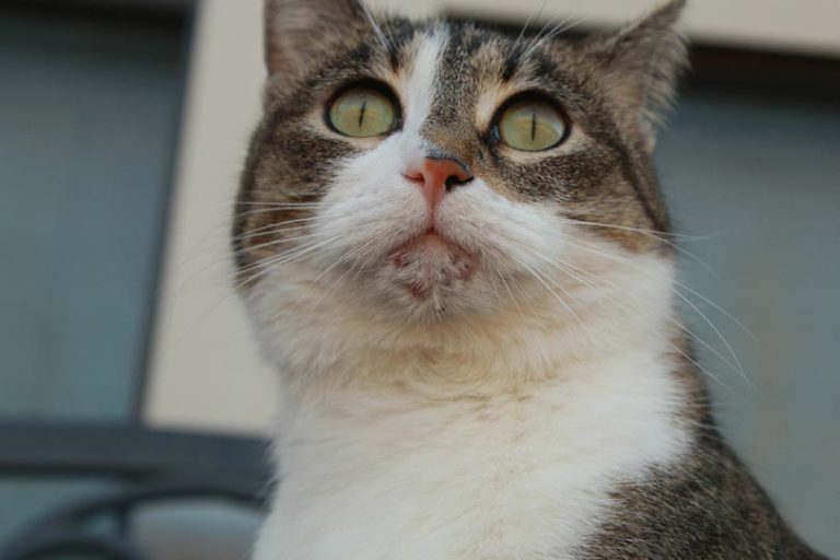 Why Is My Cat’s Bottom Lip Swollen? 9 Likely Reasons | Hepper Pet Resources