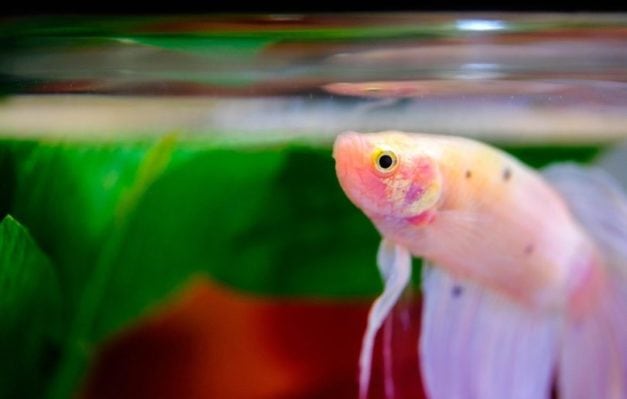 How to Tell When a Fish Is Hungry: 5 Vet-Verified Behaviors to Look For ...