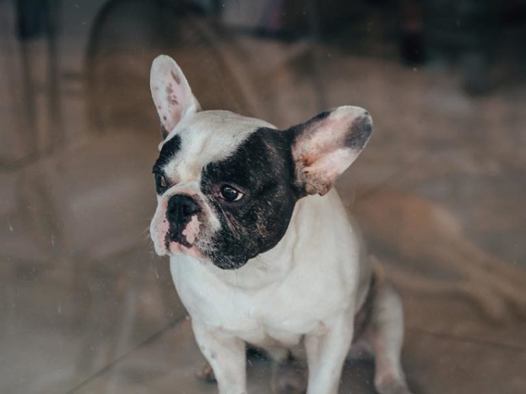 Intervertebral Disc Back Disease (IVDD) in a French Bulldog - Signs and ...