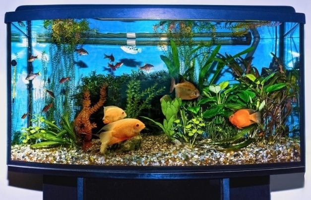 How to Build a Fish Tank: Easy 12-Step Guide That You Can Follow ...