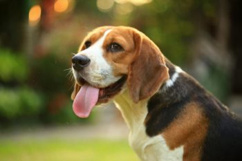 How Smart Are Beagles? Science-Backed Breed Facts | Hepper Pet Resources