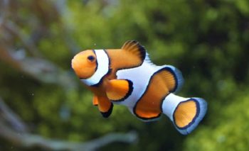 17 Types of Fish From Finding Nemo (With Info & Pictures) | Hepper Pet ...