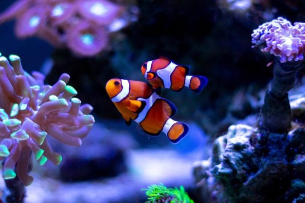 Top 17 Reef Safe Fish for Your Marine Tank (with Pictures) | Hepper Pet ...
