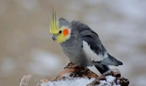200+ Cockatiel Names: Awesome Names for Your Unique Bird | Hepper Pet ...
