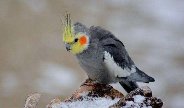 200+ Cockatiel Names: Awesome Names for Your Unique Bird | Hepper Pet ...